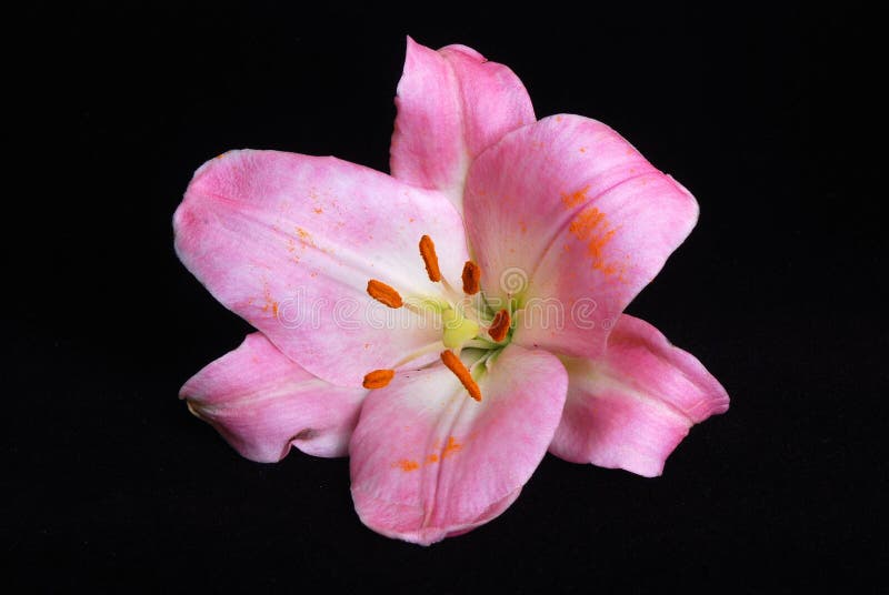 Flor rosada del lirio foto de archivo. Imagen de hermoso - 16700248