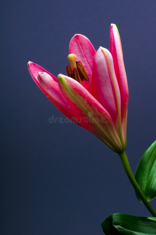 Flor rosada del lirio foto de archivo. Imagen de floral - 4949548