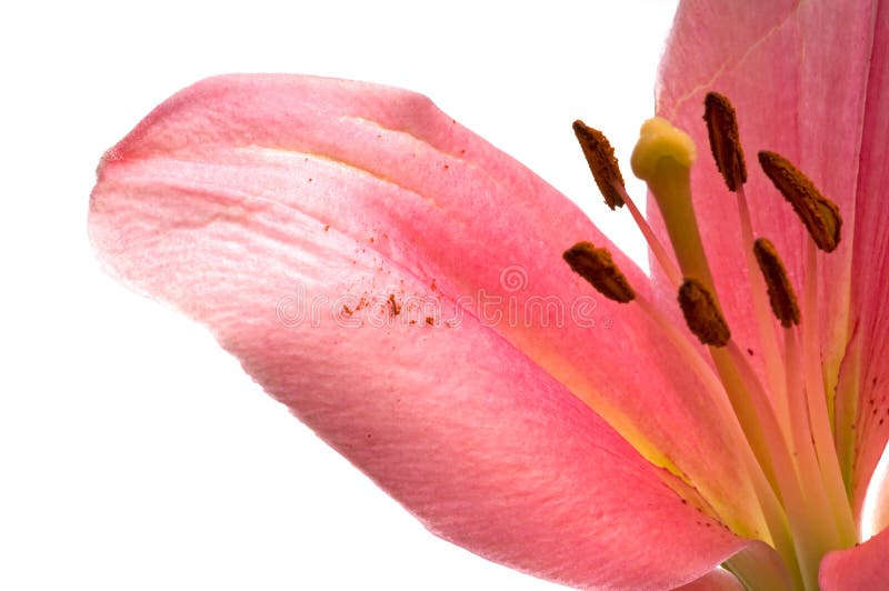 Flor rosada del lirio imagen de archivo. Imagen de color - 4970577