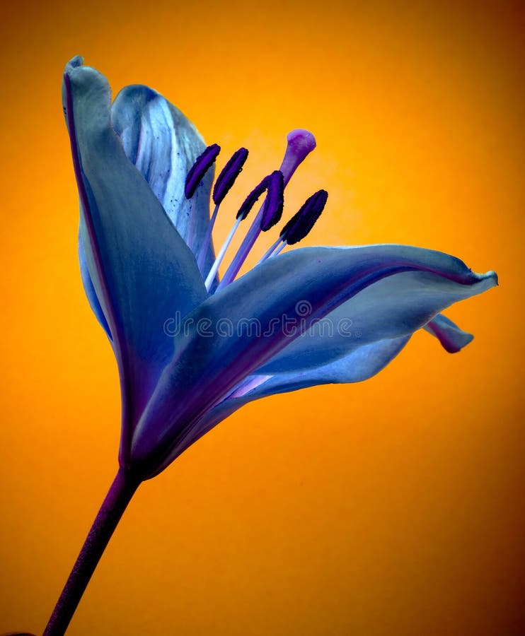 Flor rosada del lirio imagen de archivo. Imagen de belleza - 5057853