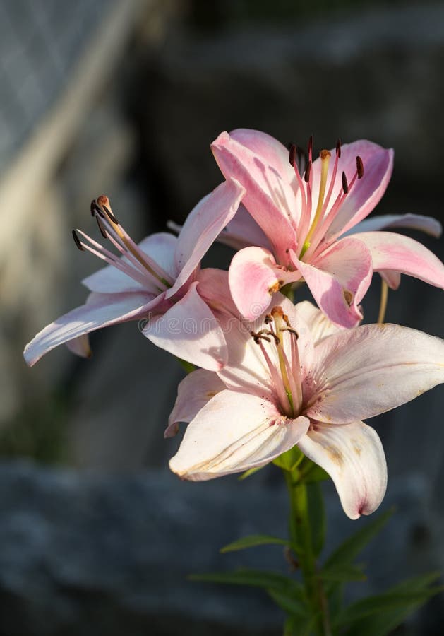 Flor rosada del lirio foto de archivo. Imagen de verano - 81262276