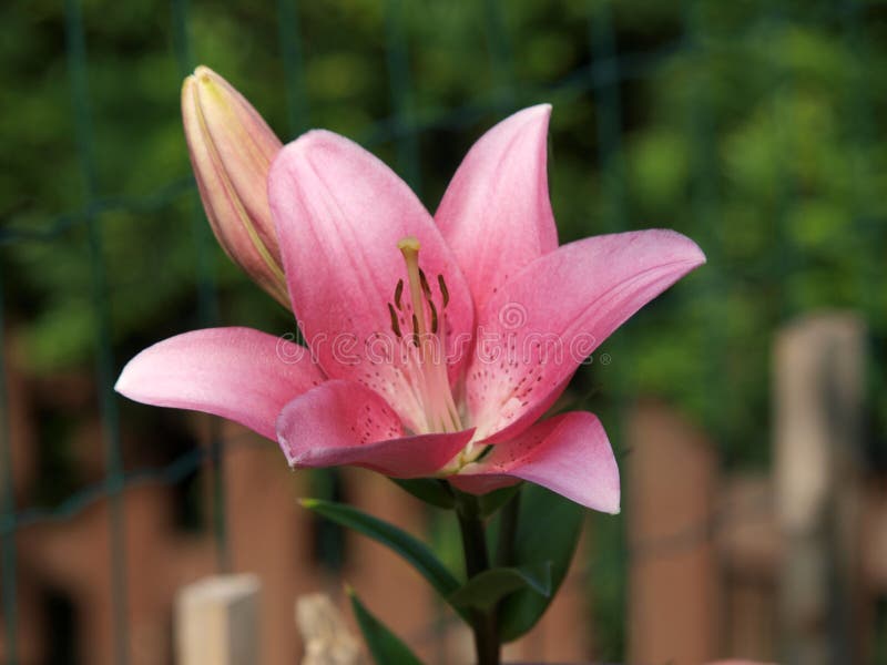 Flor rosada del lirio foto de archivo. Imagen de regalo - 91583966