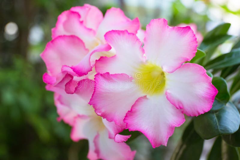 Flor Rosada Del Lirio De Impala Foto de archivo - Imagen de cubo ...