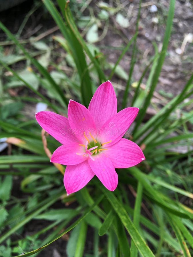 Flor Rosada Del Minuta De Los Zephyranthes Imagen de archivo - Imagen ...