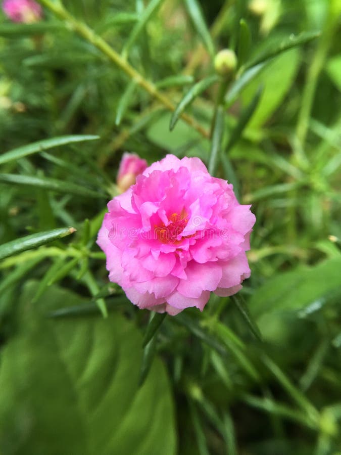 Flor Rosada Del Oleracea Del Portulaca Foto de archivo - Imagen de rosa ...