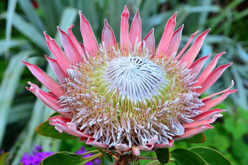 Flor Rosada Del Protea De Rey Imagen de archivo - Imagen de ...