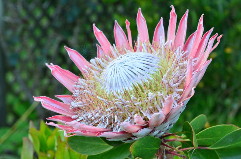 Flor Rosada Del Protea De Rey Imagen de archivo - Imagen de ...