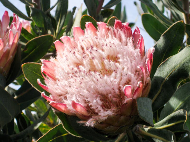 Flor Rosada Del Protea De Rey Imagen de archivo - Imagen de abierto ...