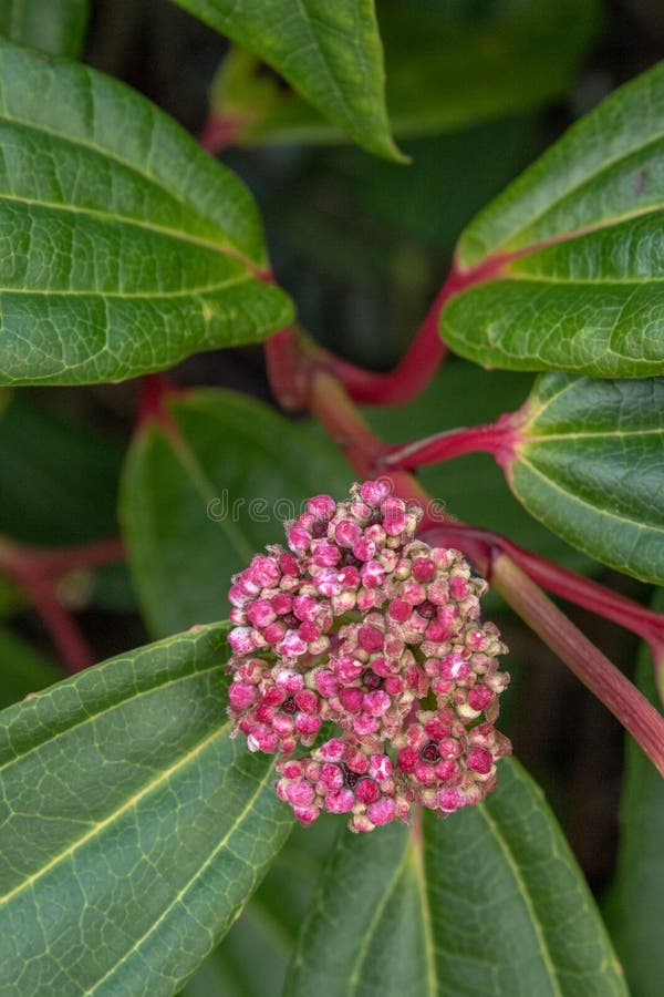 Flor Rosada Del Viburnum Que Florece En Primavera Imagen de archivo ...