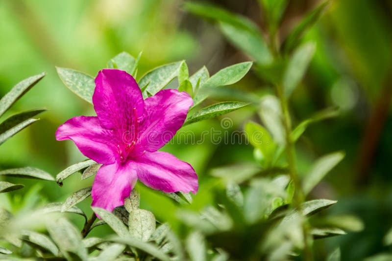 Flor rosada en Hawaii imagen de archivo. Imagen de tropical - 109008737