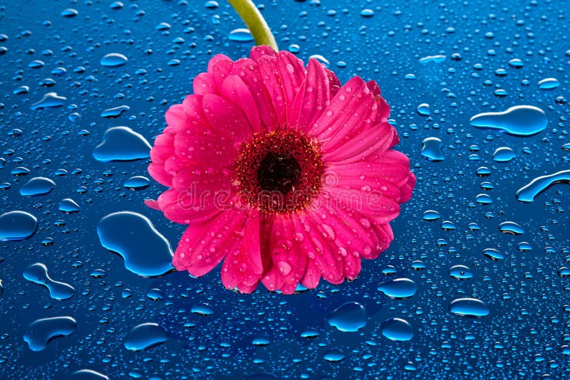 Flores En Una Taza En Un Color De Rosa Imagen de archivo - Imagen de ...