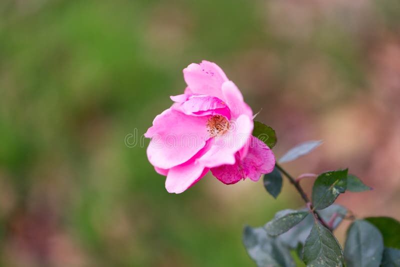 Flor Rosada En Un Parque En La Naturaleza Foto de archivo - Imagen de ...