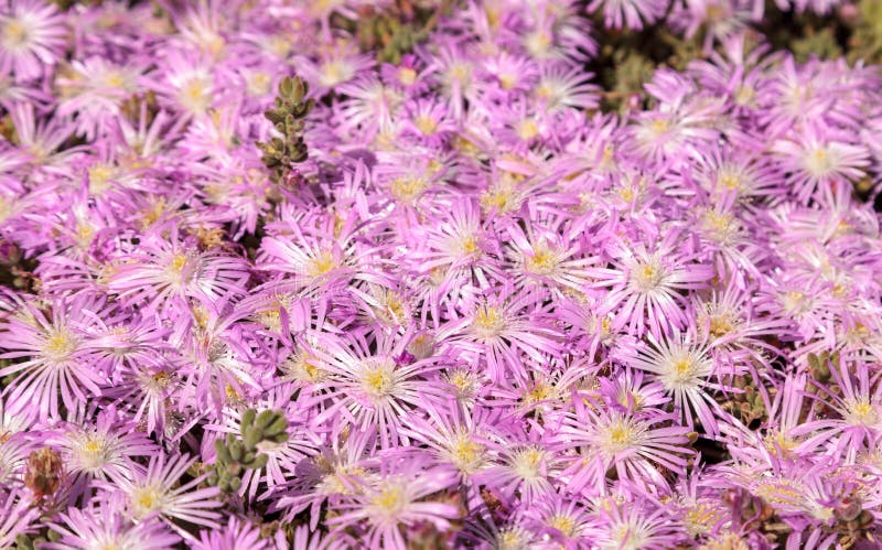 Flor Rosada En Un Succulent De La Planta De Hielo, Carpobrotus Edulis ... Flor Rosada En Un Succulent De La Planta De Hielo, Carpobrotus Edulis ...