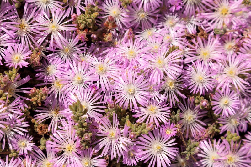 Flor Rosada En Un Succulent De La Planta De Hielo, Carpobrotus Edulis ... Flor Rosada En Un Succulent De La Planta De Hielo, Carpobrotus Edulis ...