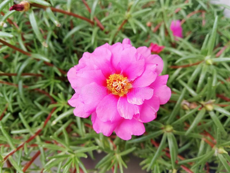 Flor Rosada Grandiflora De Portulaca Imagen de archivo - Imagen de ...