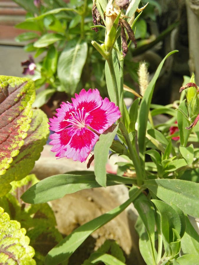 Flor rosada hermosa imagen de archivo. Imagen de cubo - 125666001