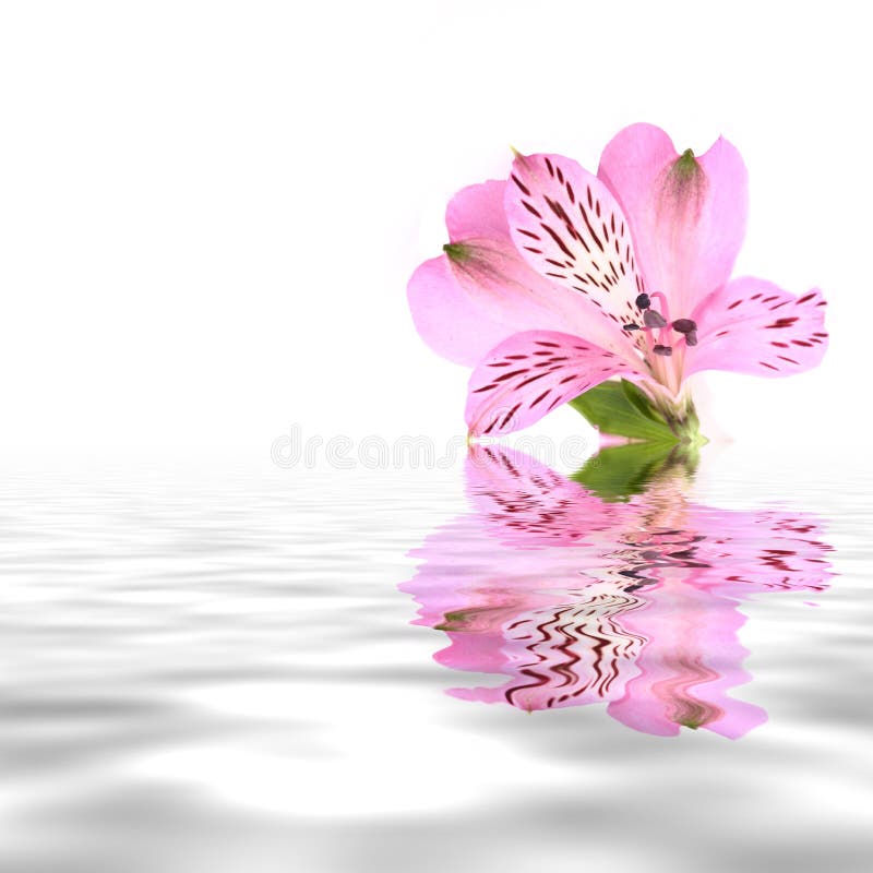 Flor rosada hermosa imagen de archivo. Imagen de margarita - 14218343