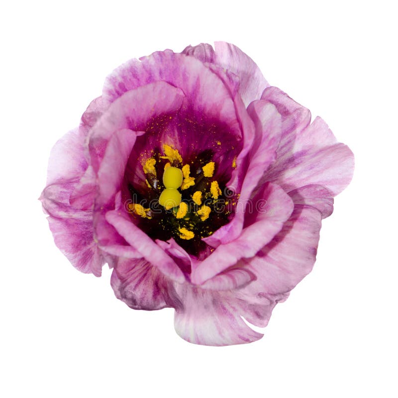 Flor Rosada Hermosa De Cyclamen Imagen de archivo - Imagen de planta ...