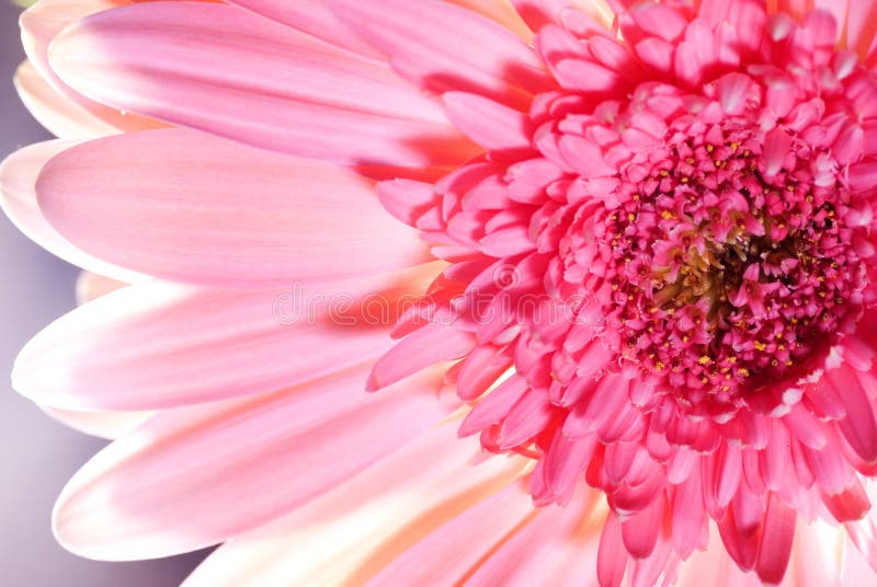 Flor rosada hermosa imagen de archivo. Imagen de flor - 4502619