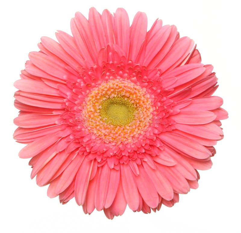 Flor rosada hermosa f d imagen de archivo. Imagen de modelo - 11161361