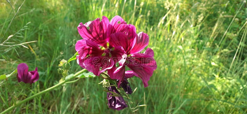Flor rosada naturaleza goa foto de archivo. Imagen de hierba - 187555230