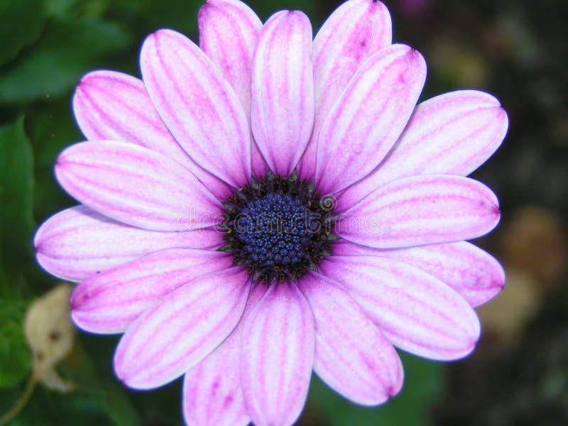 Flor rosada/púrpura foto de archivo. Imagen de detalle - 233766