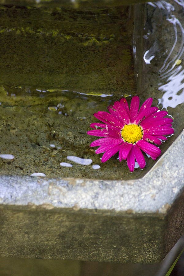 Flor Rosada Que Flota En Agua Foto de archivo - Imagen de fresco ...