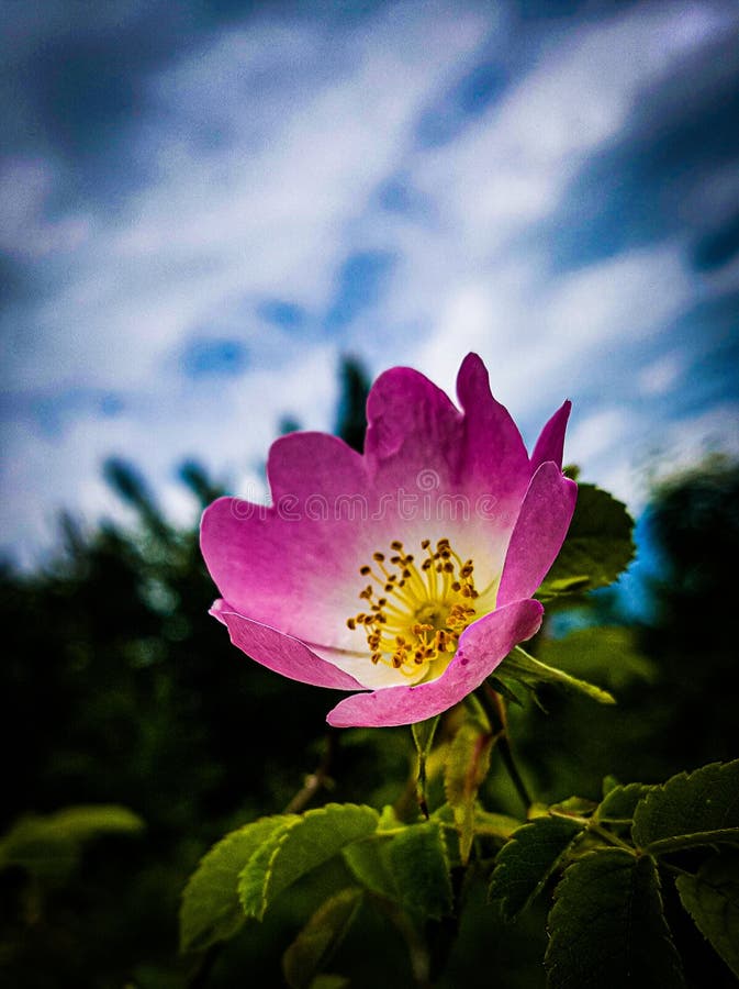 Flor rosada y solitaria foto de archivo. Imagen de flor - 214401606