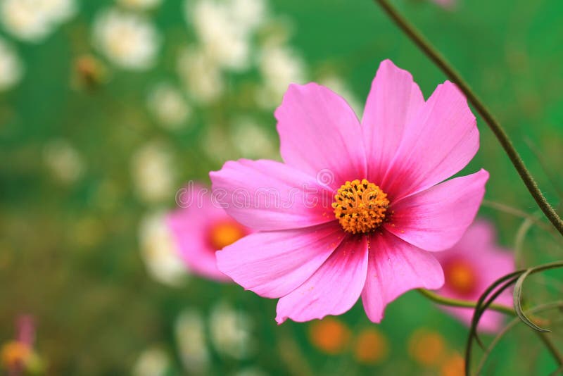 Flor rosado de la flor foto de archivo. Imagen de aster - 48256124