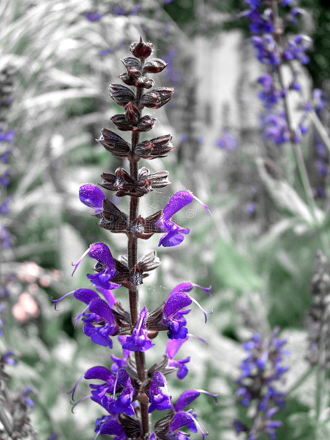 Flor roxa foto de stock. Imagem de pétalas, exterior, planta - 141848