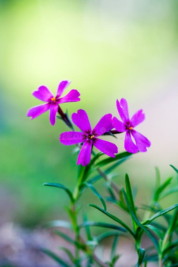 Flor roxa foto de stock. Imagem de bonito, três, pétalas - 2397192