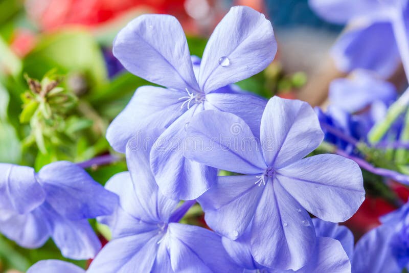 Flor roxa imagem de stock. Imagem de planta, vibrante - 68954301