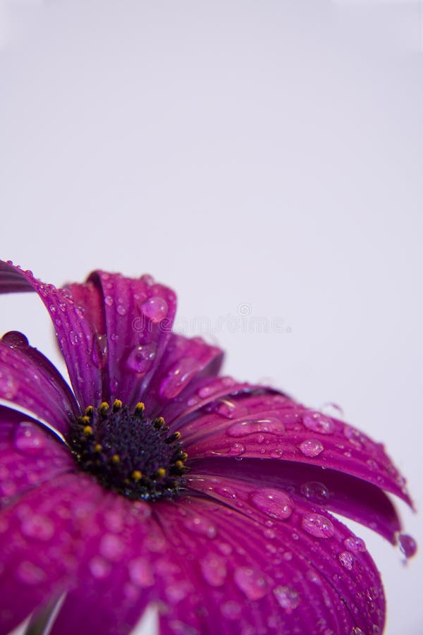 Flor roxa imagem de stock. Imagem de flor, profundidade - 8131775