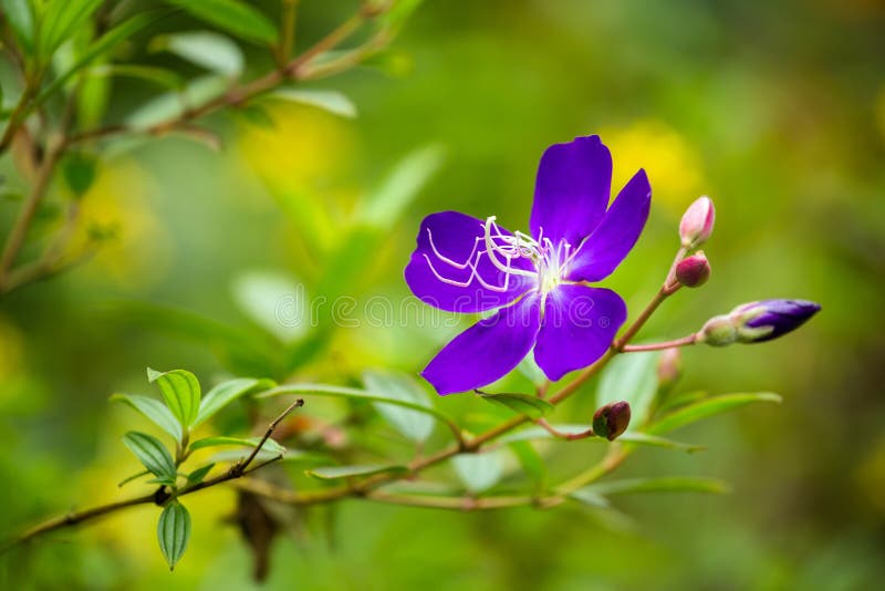Flor roxa bonita pequena foto de stock. Imagem de pequeno - 37595744