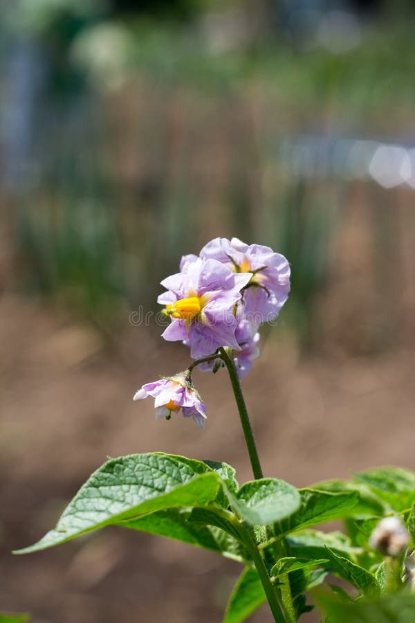 Flor roxa da batata foto de stock. Imagem de planta - 118128596