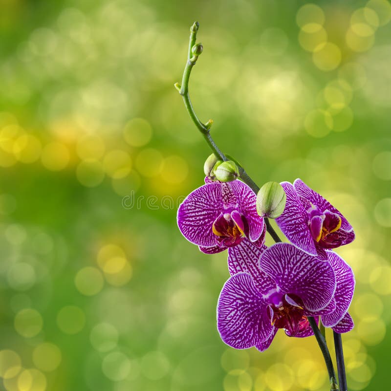 Flor De Orquídea Roxa Em Fundo Desfocado Foto de Stock - Imagem de ...