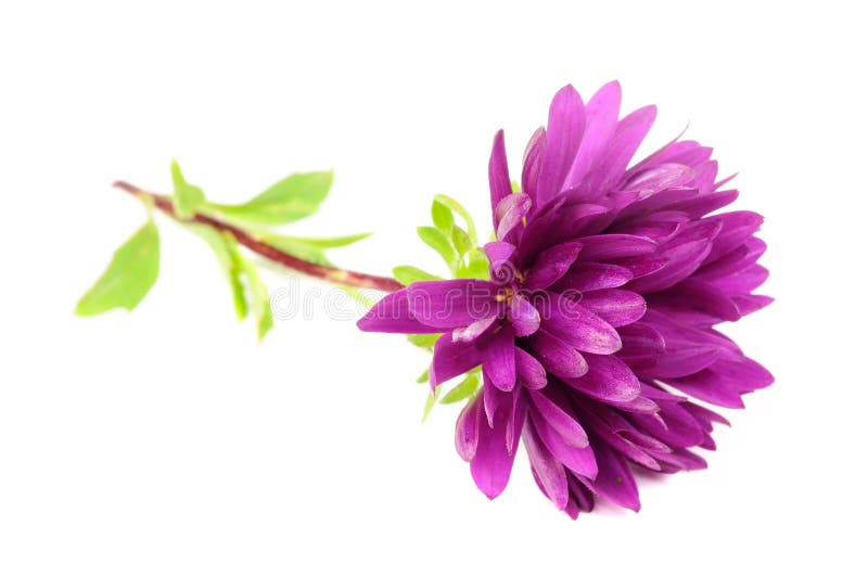 Flores Roxas Do Crisântemo E Do Statice, Fluxo Roxo Cor-de-rosa Do Tom ...