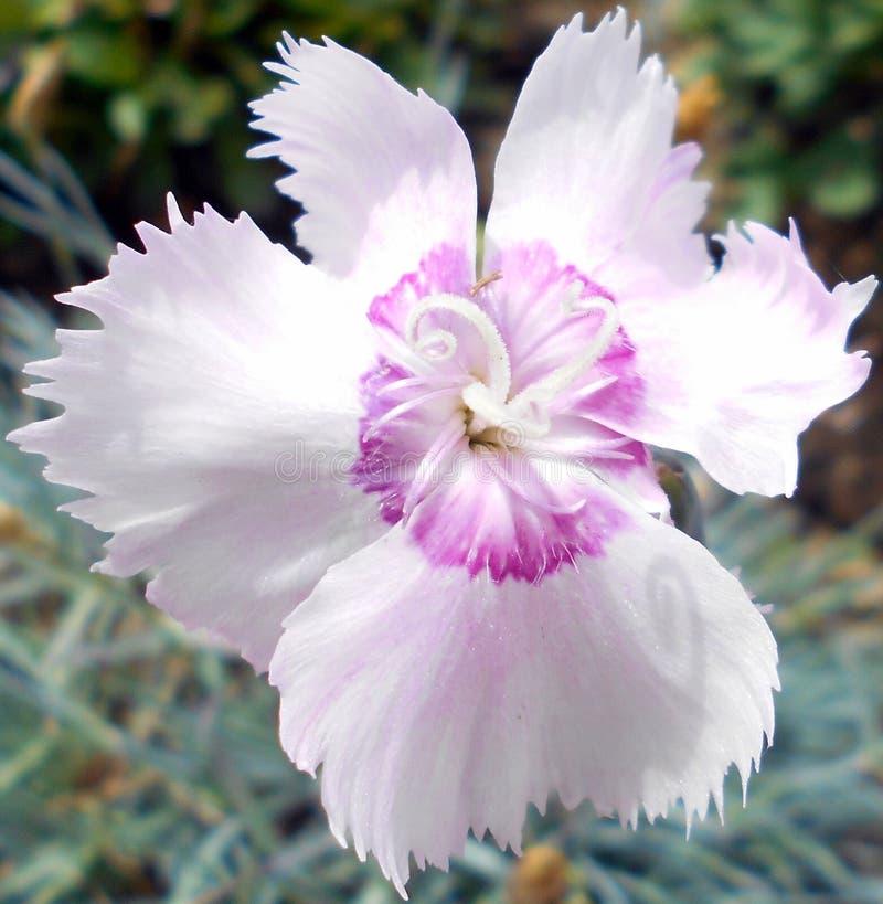 Flor celestial foto de stock. Imagem de incêndio, faxineira - 16072568