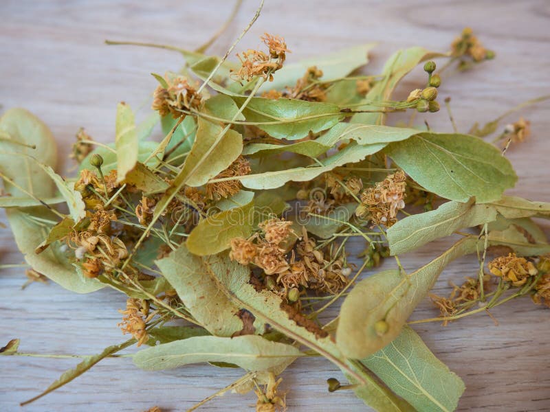imágenes comunes del Flor Seco Del Tilo - los derechos de la ...