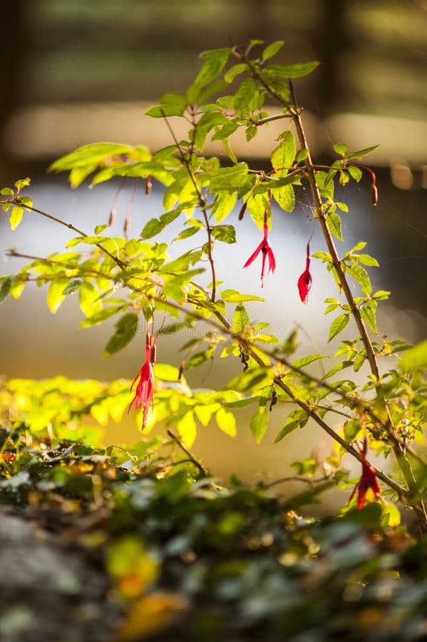Flor simple imagen de archivo. Imagen de flora, planta - 27462453