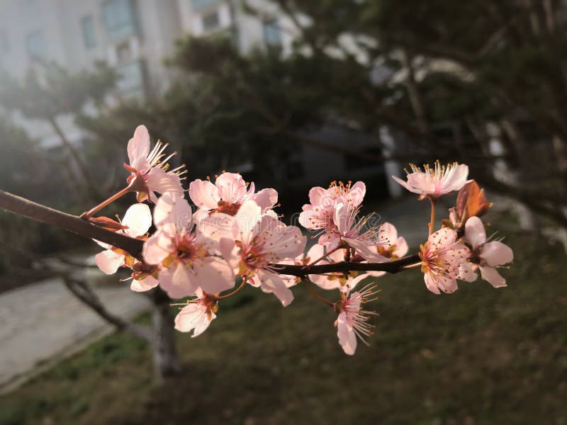 Flor Sol Sol Sol Manhã Rosa Imagem de Stock - Imagem de mola, flor ...