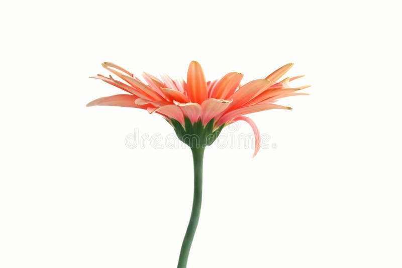 Flor sola imagen de archivo. Imagen de fondo, resorte - 1692377