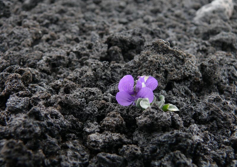 Flor sola foto de archivo. Imagen de rosa, etna, pétalo - 40355908