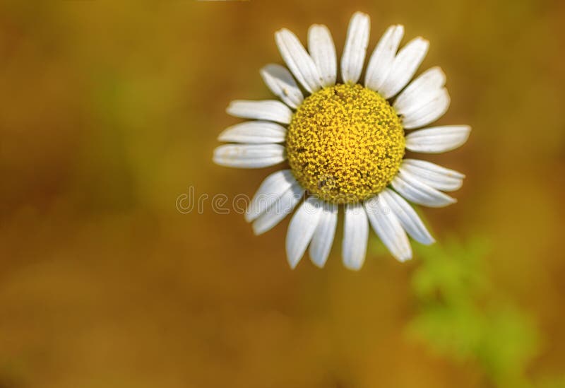 Margarita sola imagen de archivo. Imagen de prado, planta - 25557173
