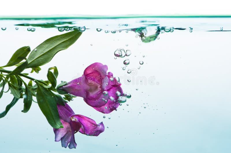 Flor subacuática imagen de archivo. Imagen de nadie, burbuja - 19858055