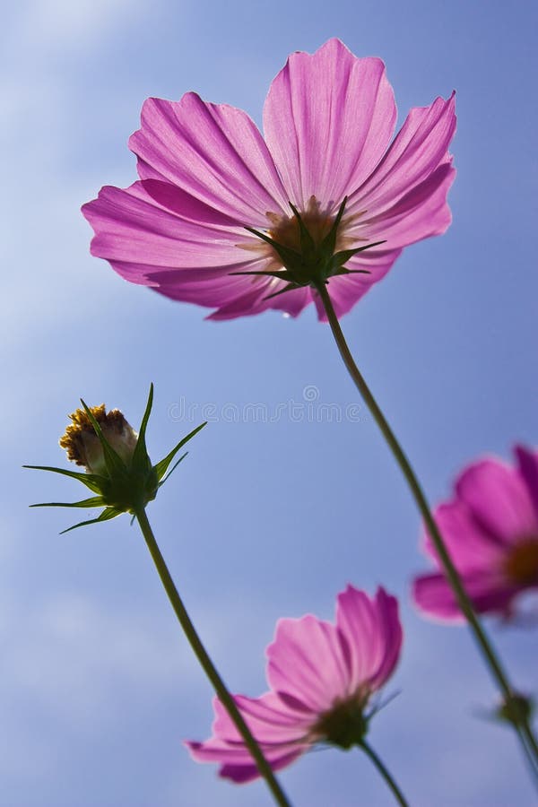 Flor Tomada De ángulo Inferior Foto de archivo - Imagen de flor, cubo ...