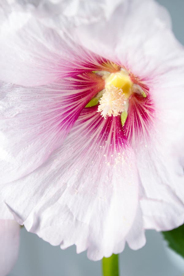 Flor tradicional coreana foto de archivo. Imagen de cubo - 31550124