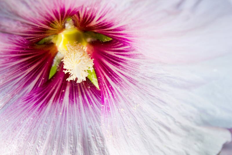 Flor tradicional coreana imagem de stock. Imagem de coreia - 31576231
