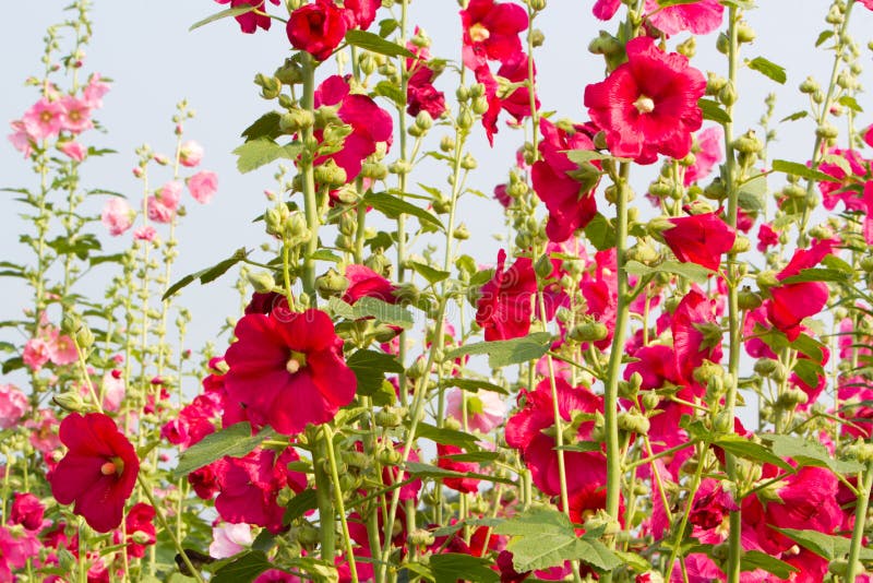 Flor tradicional coreana imagen de archivo. Imagen de cierre - 31919637