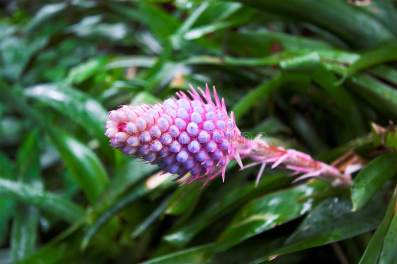 Flor tropical foto de archivo. Imagen de clima, isla - 12373332